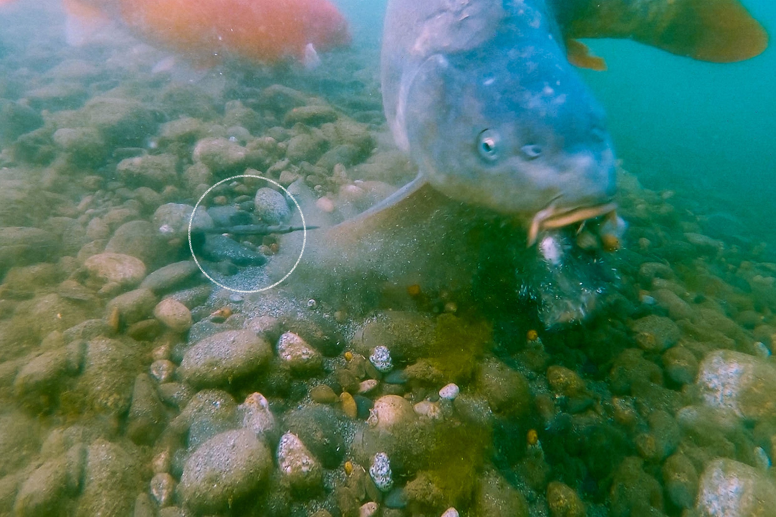 OMC Magic Wand & Twig Terminal Tackle – ONE MORE CAST